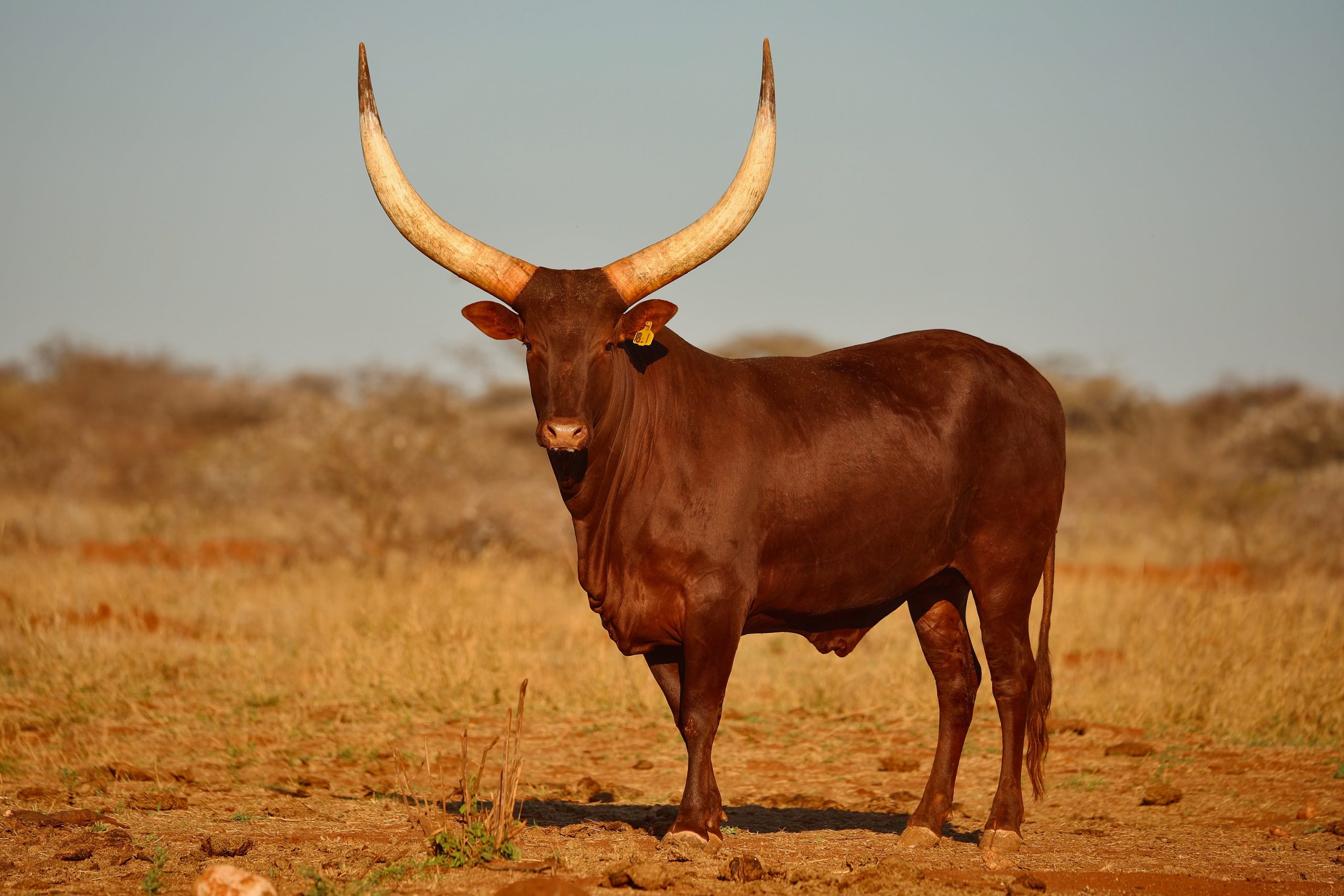 Fire Sky Ankole | Commercial Ankole Operation