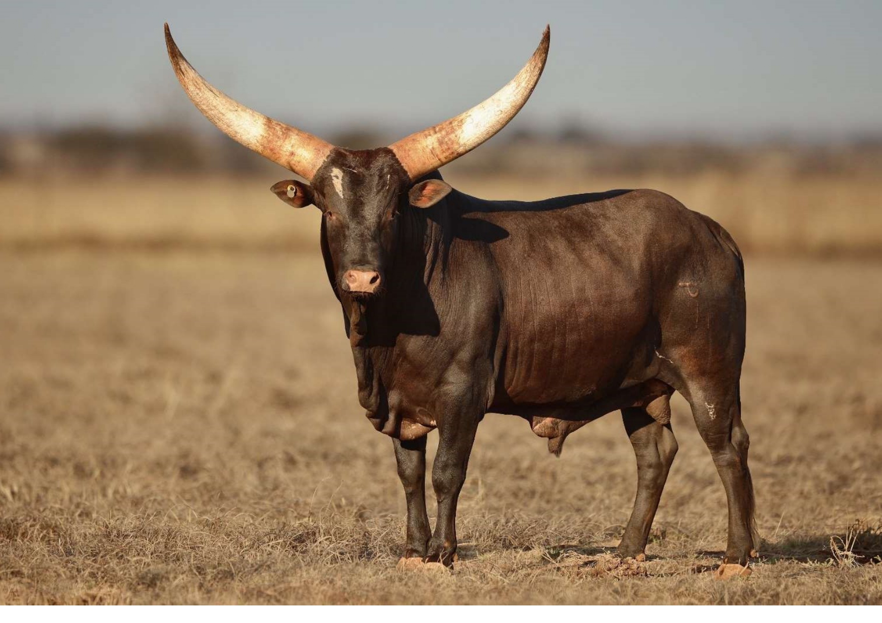 Our Catalogue (Bulls) | Fire Sky Ankole